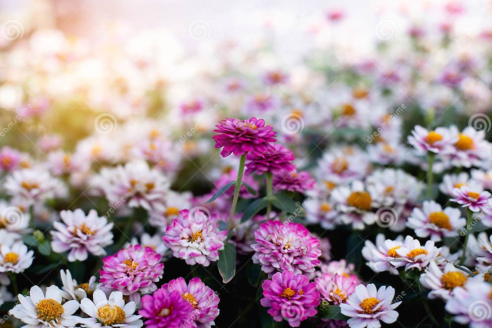 Multi-colored Flower Wall Background Stock Photo - Image of pretty ...