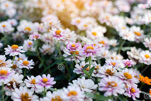 Multi-colored Flower Wall Background Stock Photo - Image of pretty ...