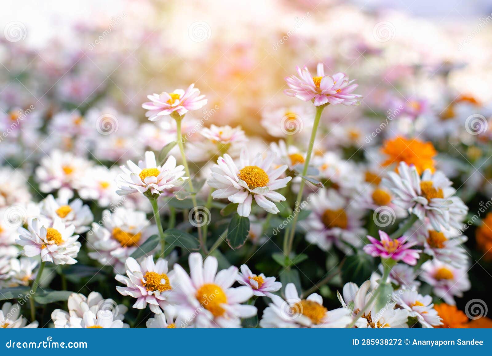 Multi-colored Flower Wall Background Stock Photo - Image of horizontal ...