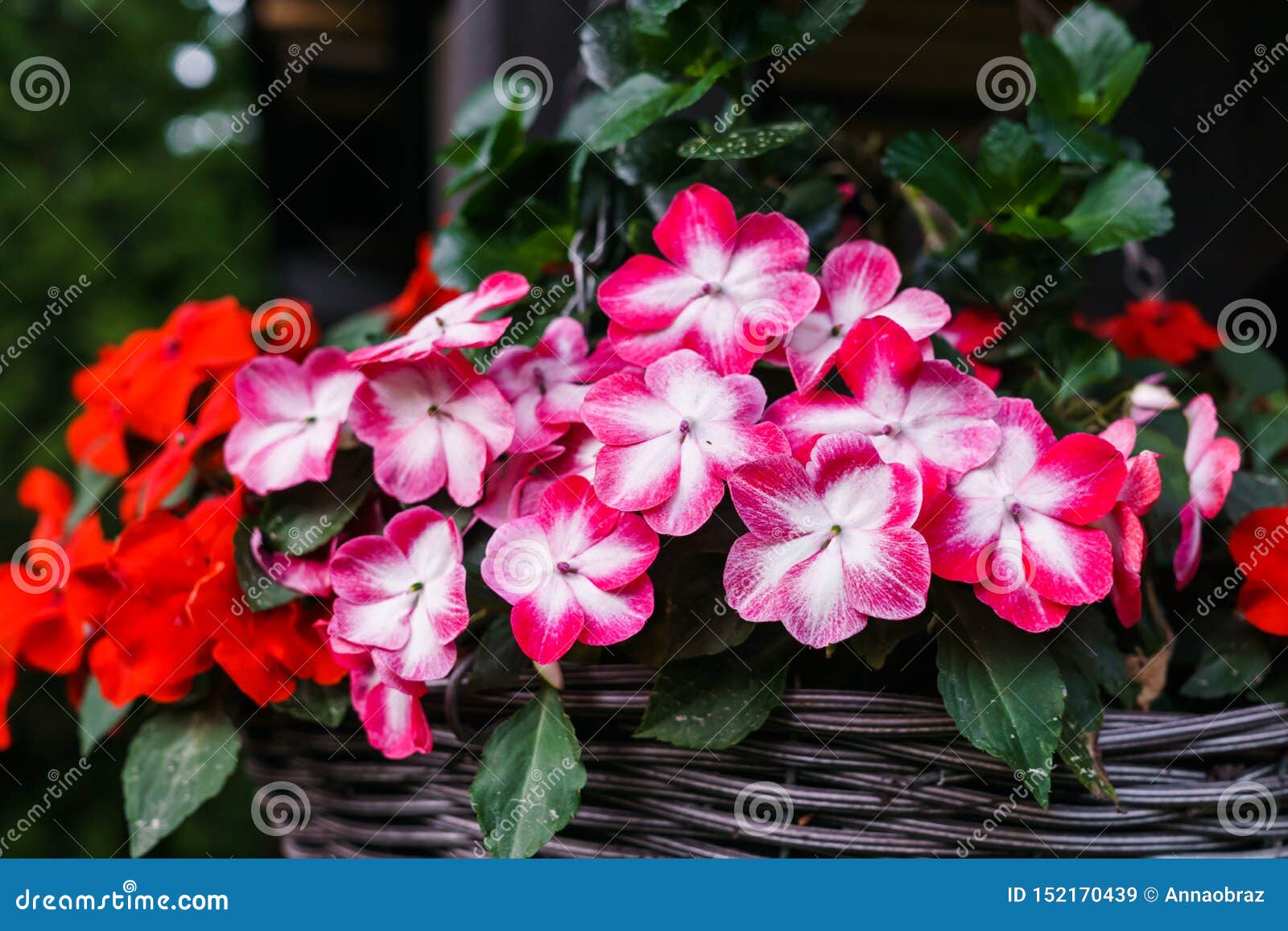 Multi-colored Flowering Balsam Bushes in a Flower Pot Stock Image ...