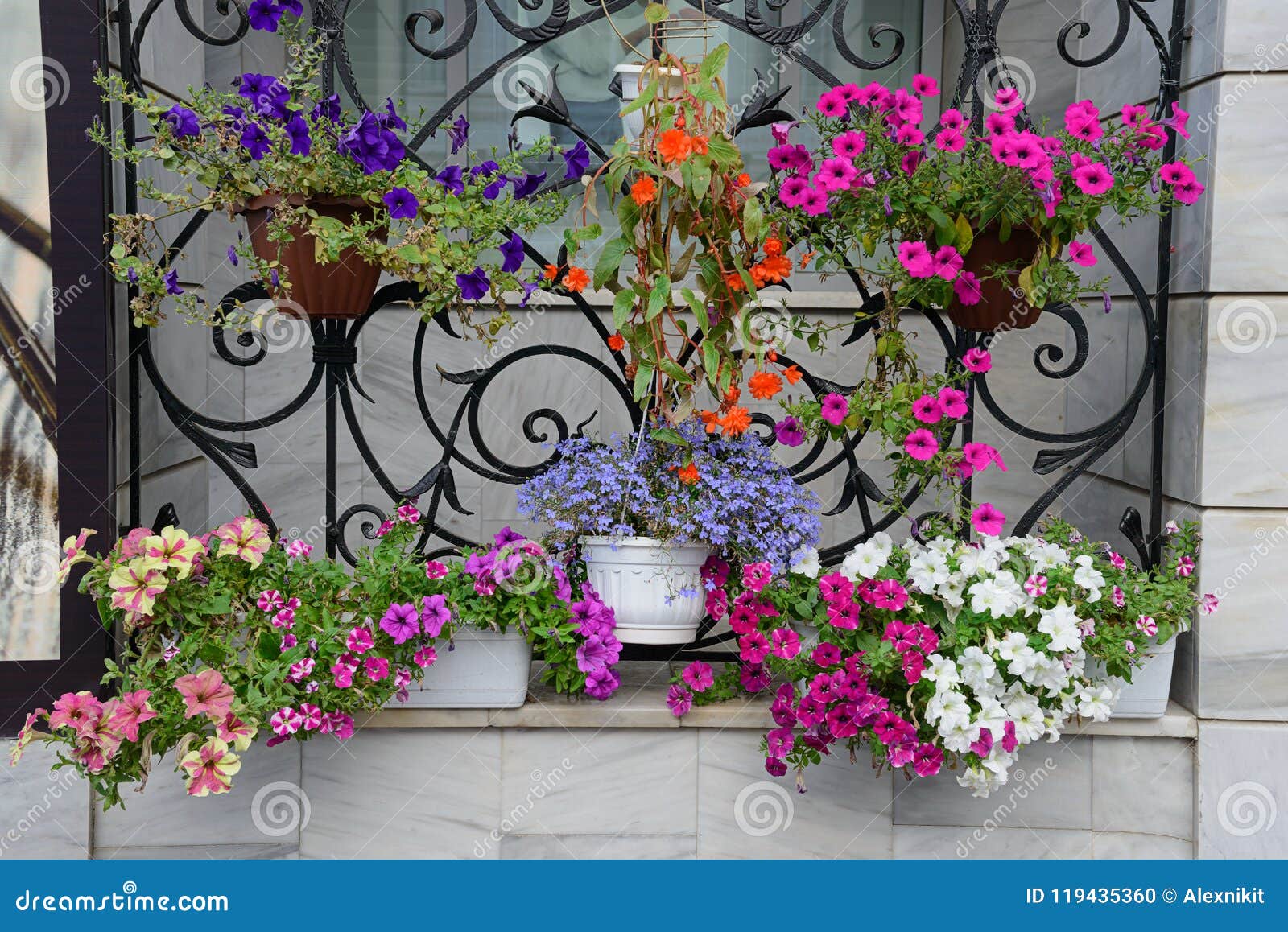 Multi-colored Flowering Plants in Pots Stock Photo - Image of bouquet ...