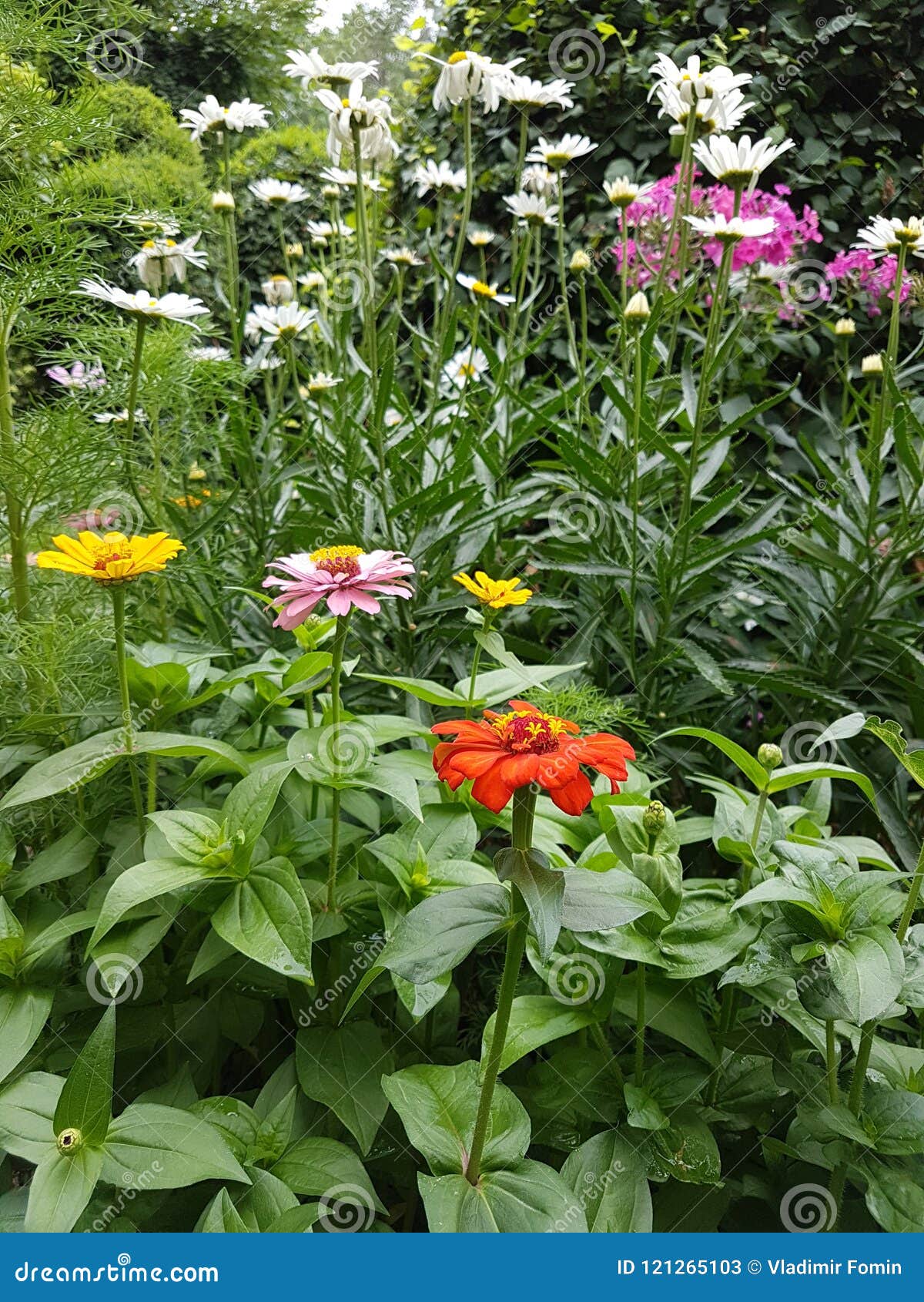 Multicolored flowers. stock image. Image of light, nature - 121265103