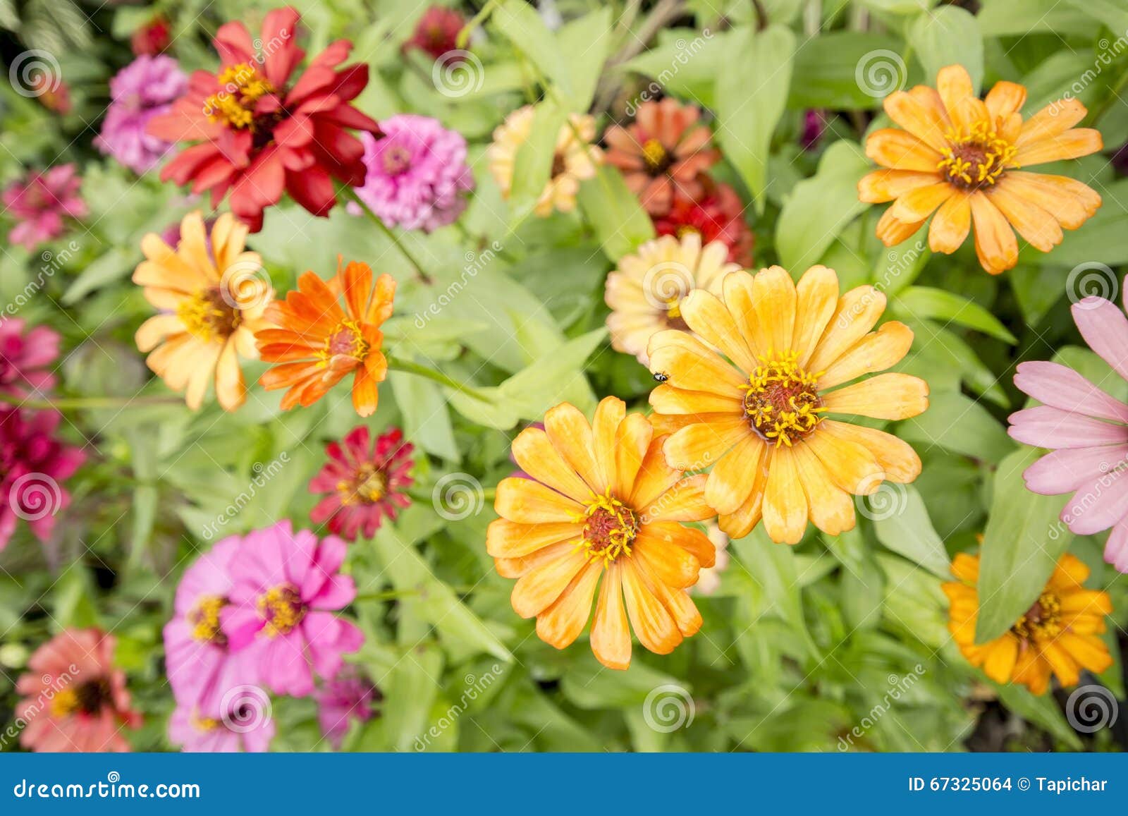 Multi-colored flowers. stock photo. Image of bloom, season - 67325064