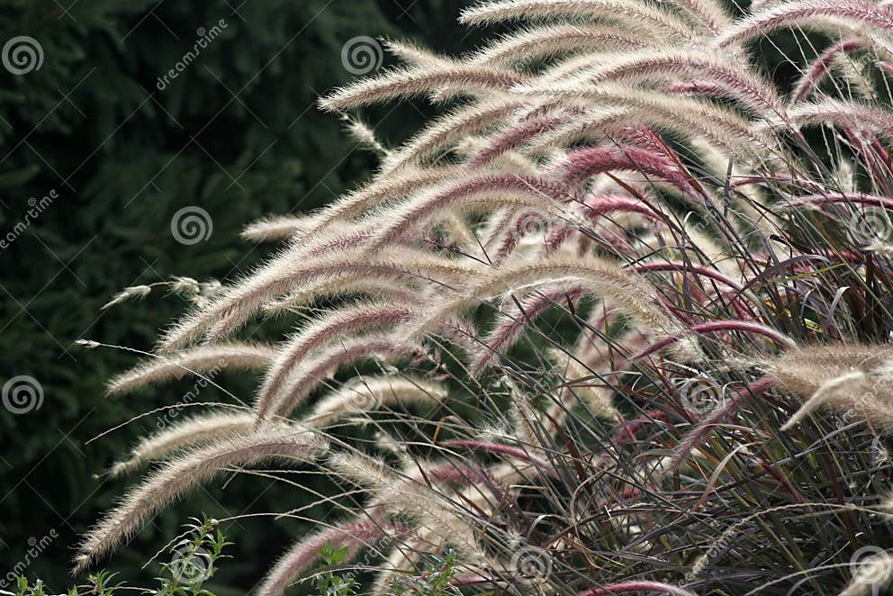 Multi colored fox tails stock photo. Image of flora, plant - 284622