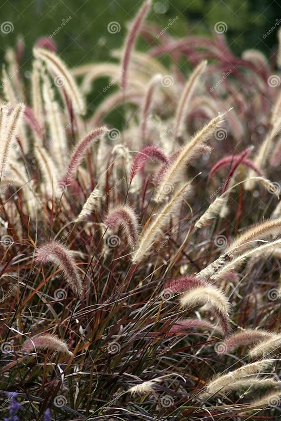 Multi colored fox tails stock image. Image of tails, ornamental - 309381