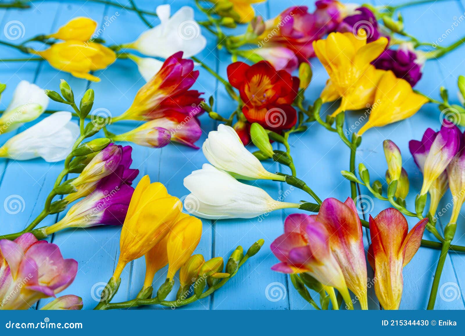 Multi-colored freesias stock photo. Image of aromatic - 215344430