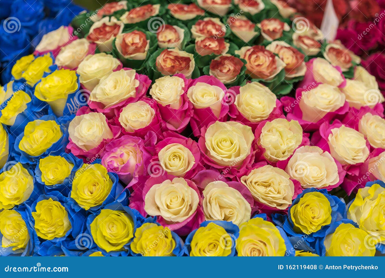Multi-colored Fresh Roses. Huge Bouquet of Roses Stock Photo - Image of ...