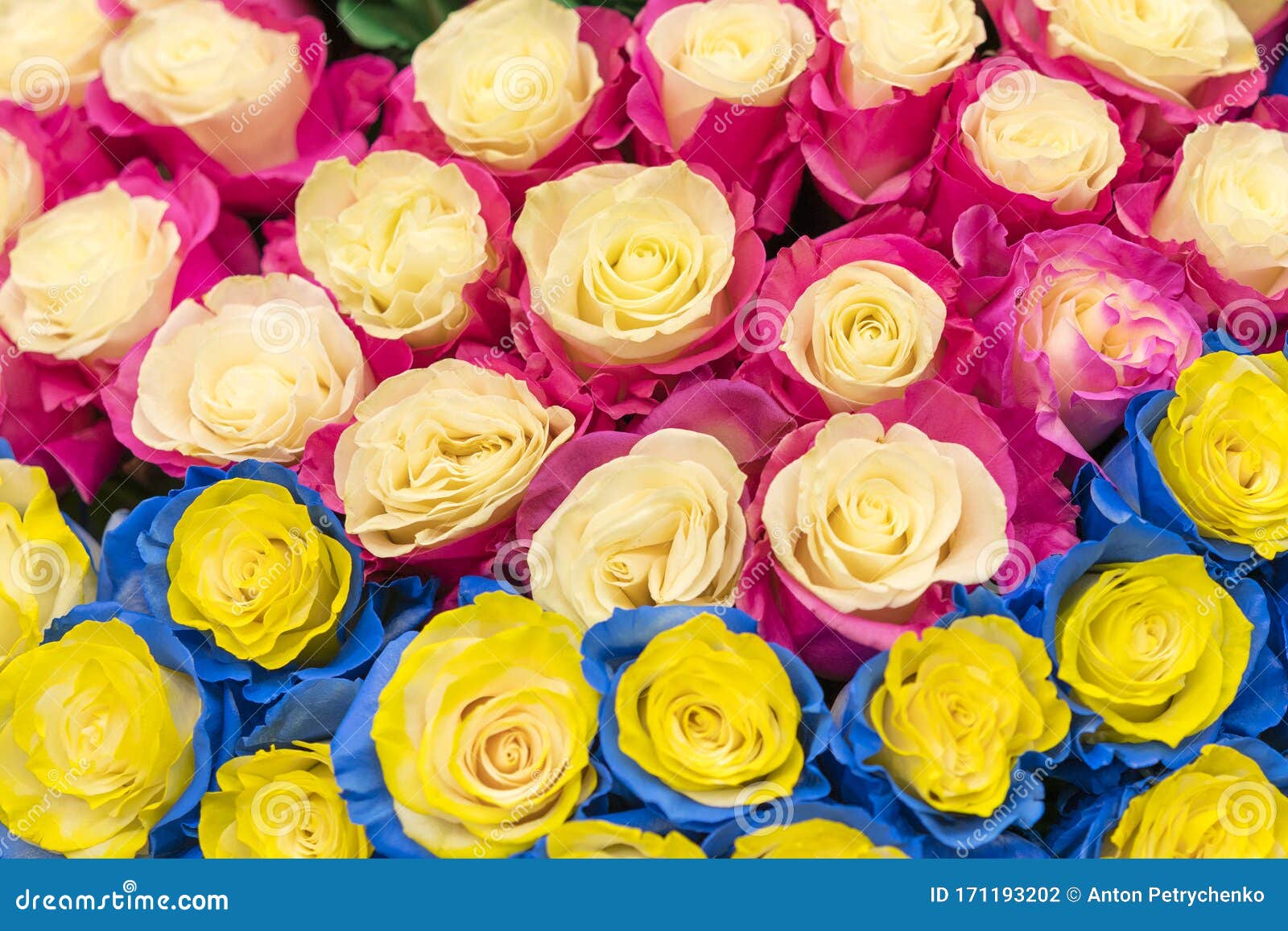 Multi-colored Fresh Roses. Huge Bouquet of Roses Stock Photo - Image of ...