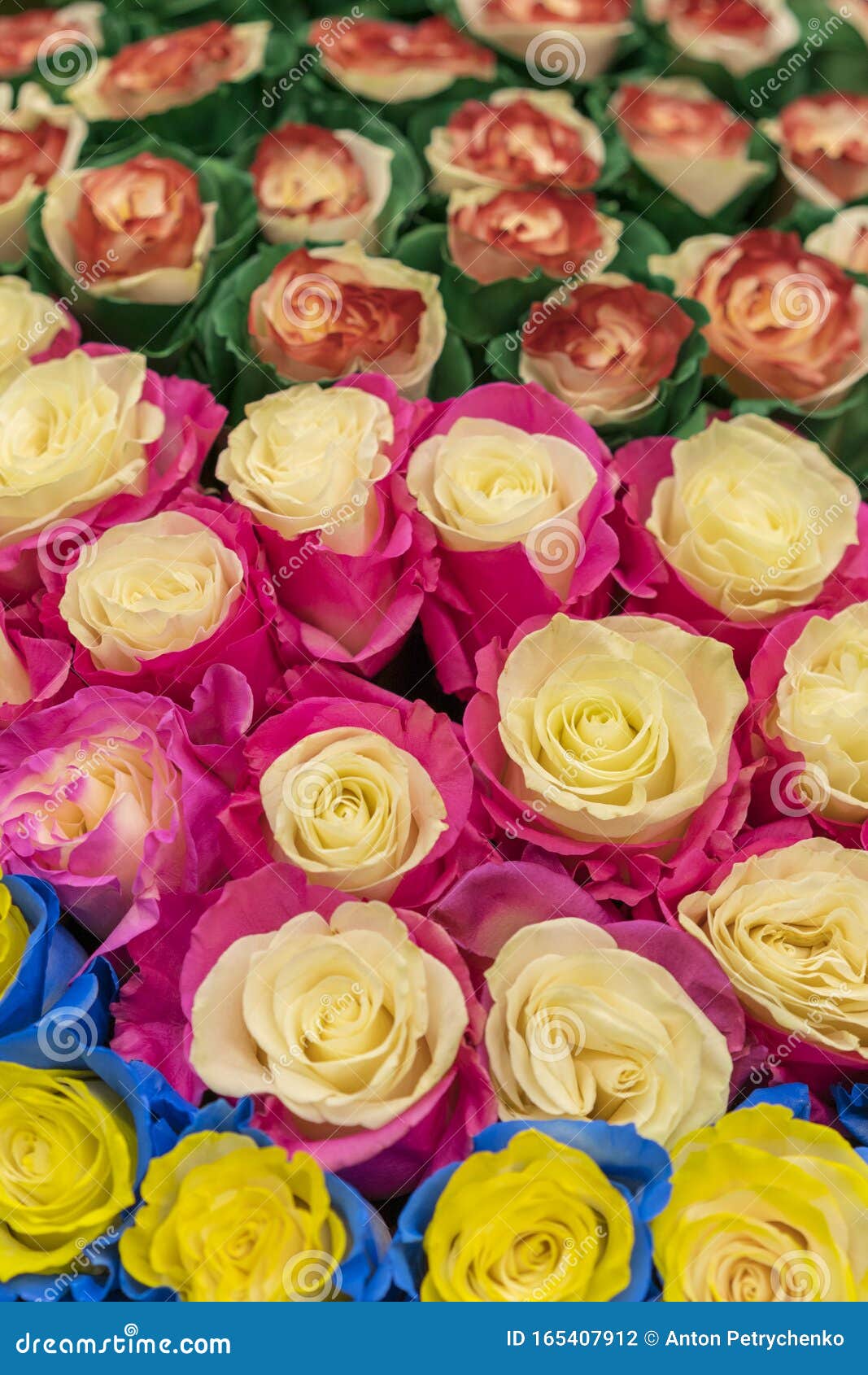 Multi-colored Fresh Roses. Huge Bouquet of Roses Stock Photo - Image of ...