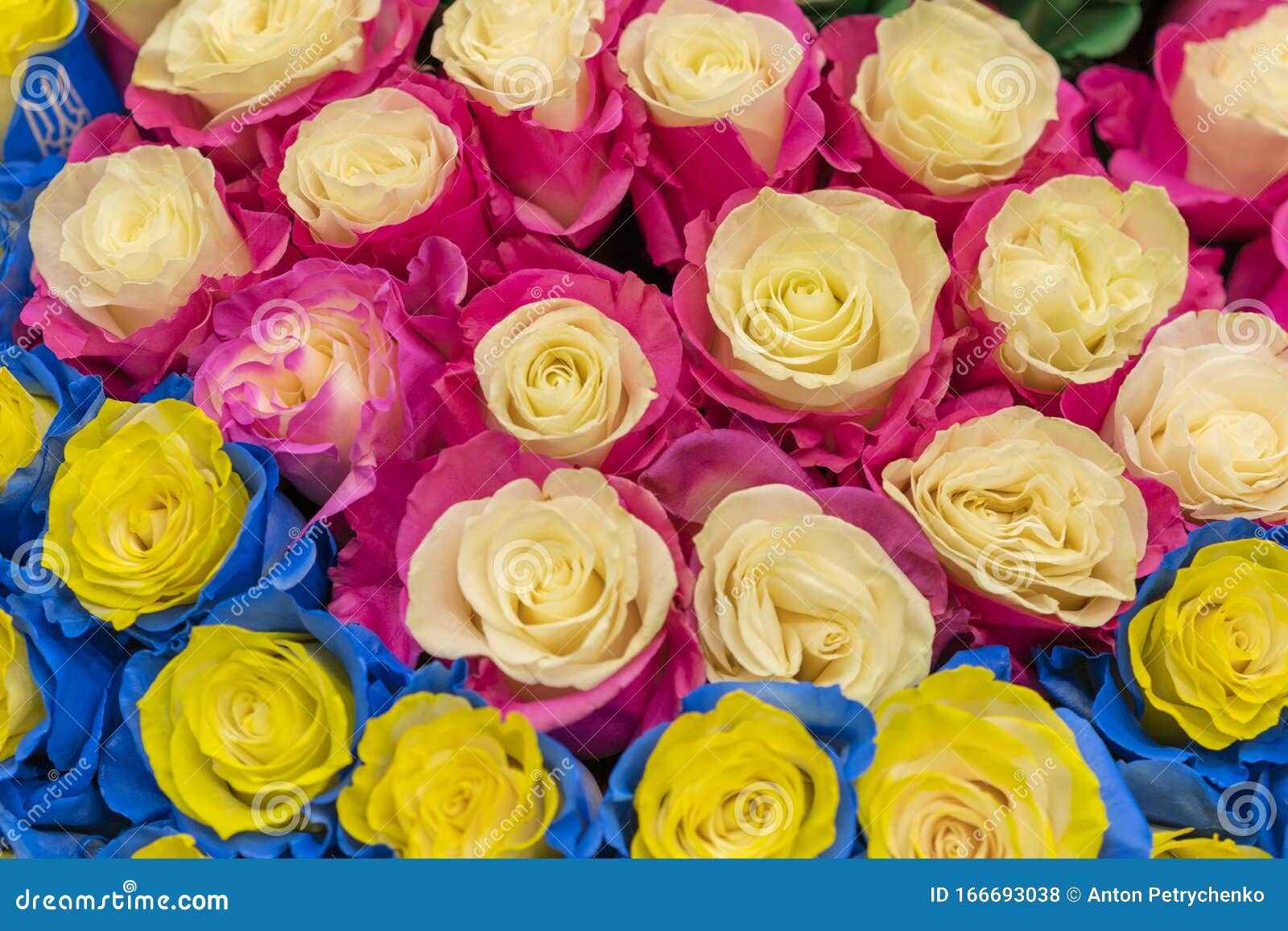 Multi-colored Fresh Roses. Large, Beautiful Bouquet of Roses of ...