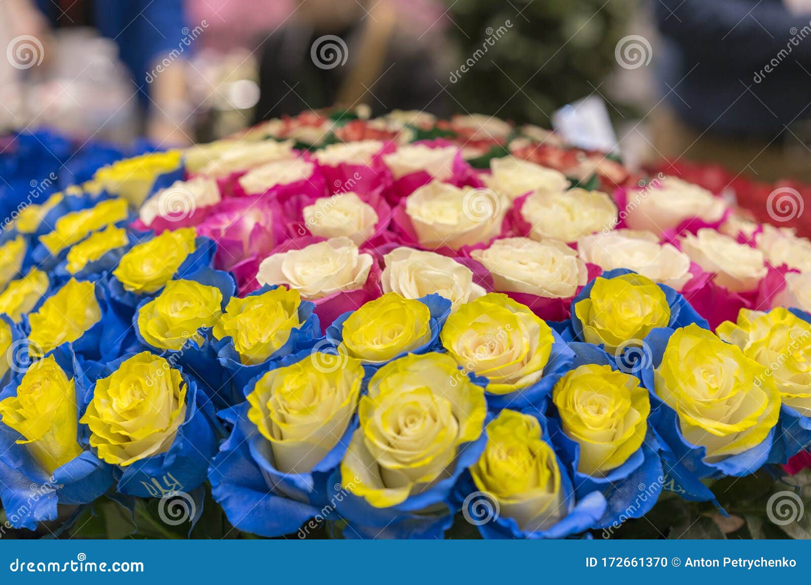 Multi-colored Fresh Roses. Large, Beautiful Bouquet of Roses of ...
