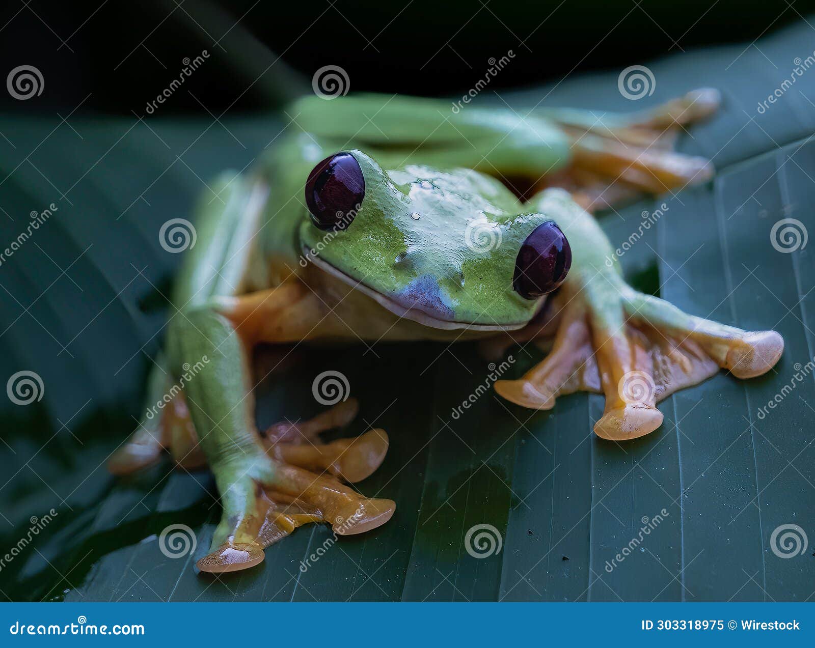 Multi-colored Frog Looking at Camera, Standing on Green Leave, Costa ...