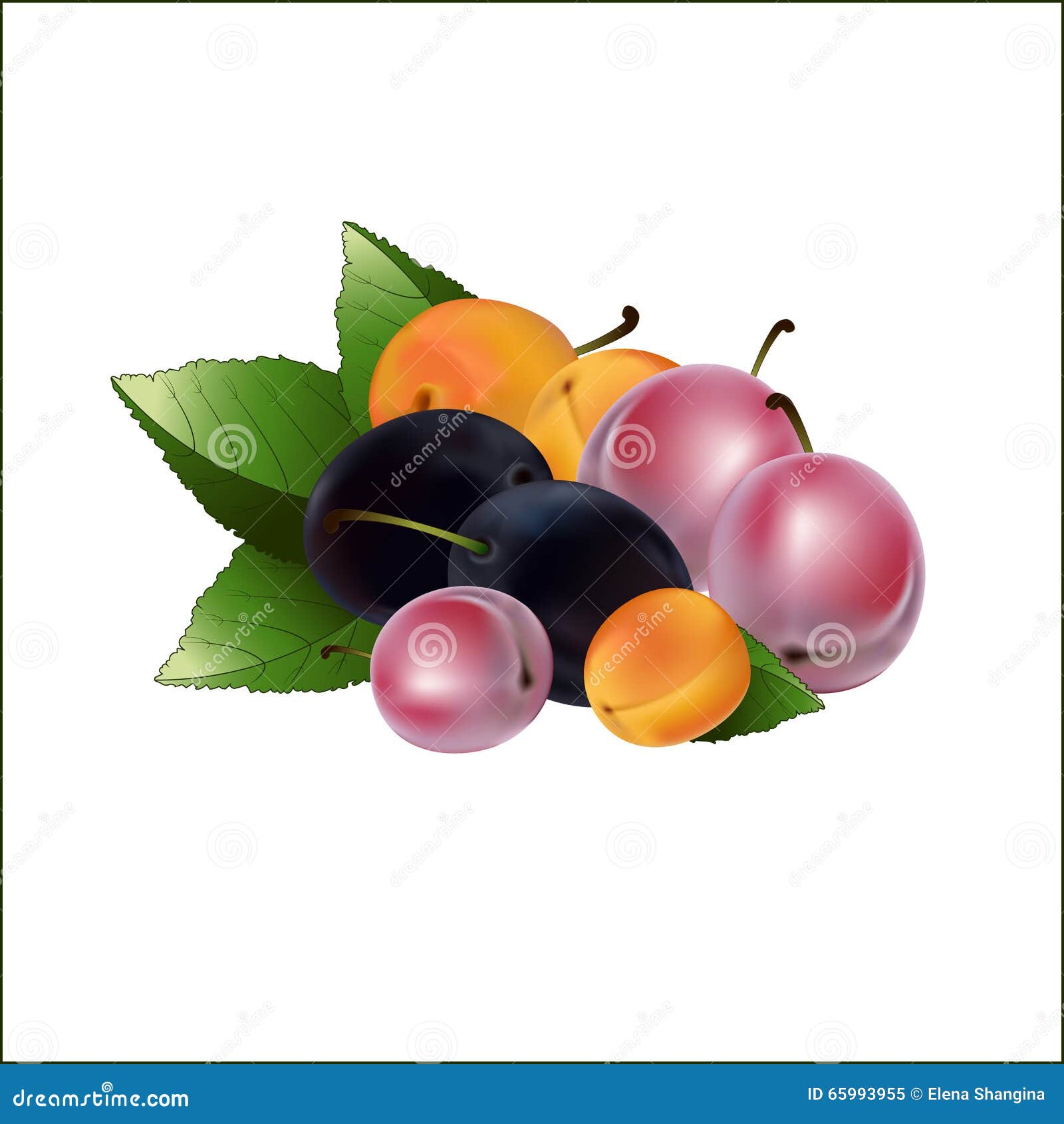 Multi-colored Garden Plums in a Set. Stock Vector - Illustration of ...