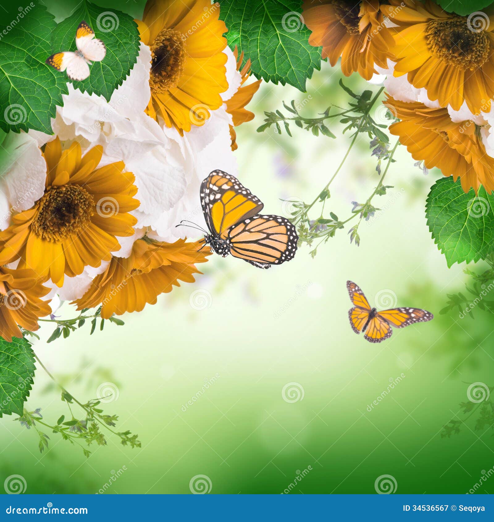 4,381 Multi Color Butterfly Stock Photos - Free & Royalty-Free Stock ...