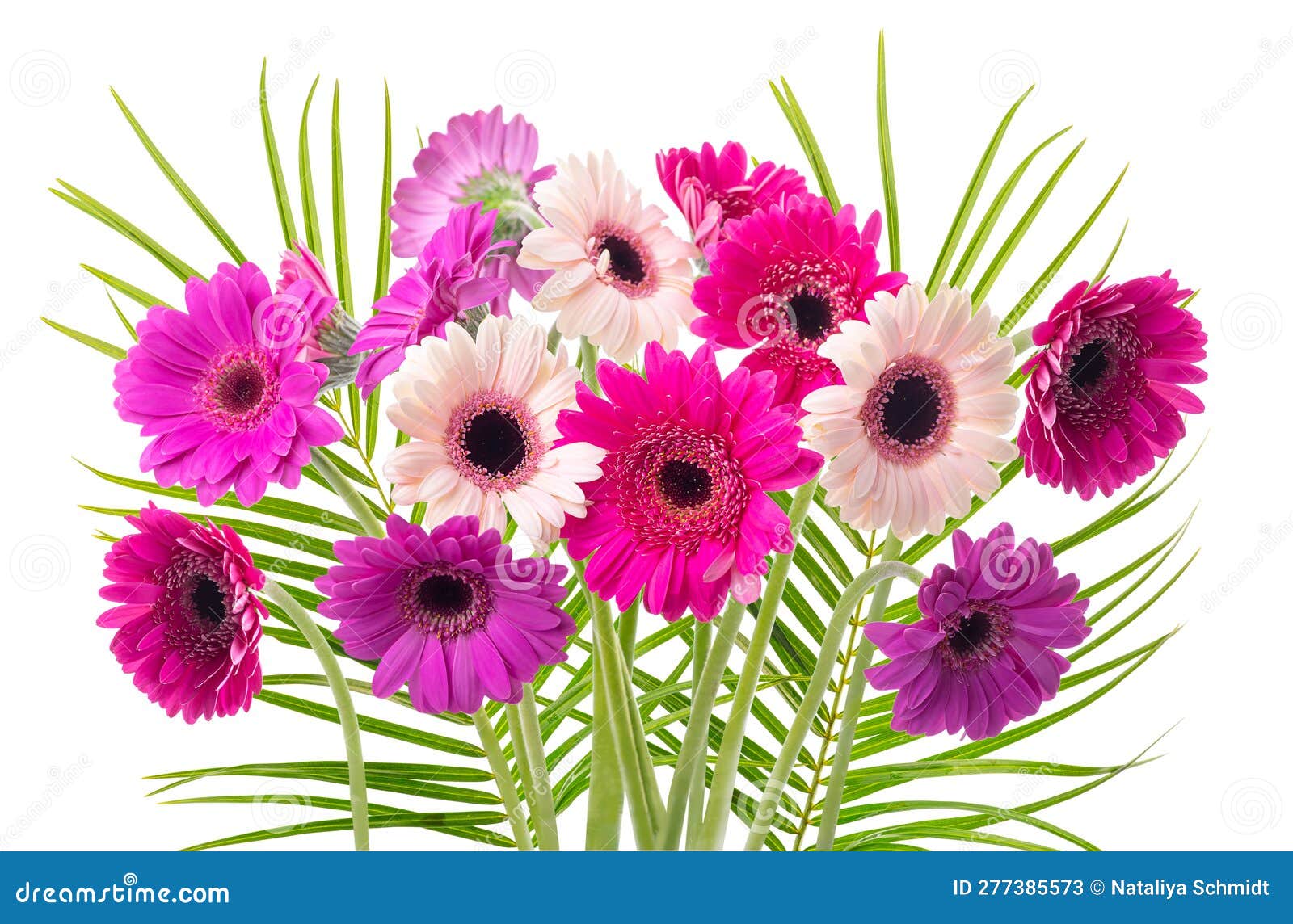 Multi-colored Gerberas on Legs and Palm Leaves. Isolate Stock Image ...