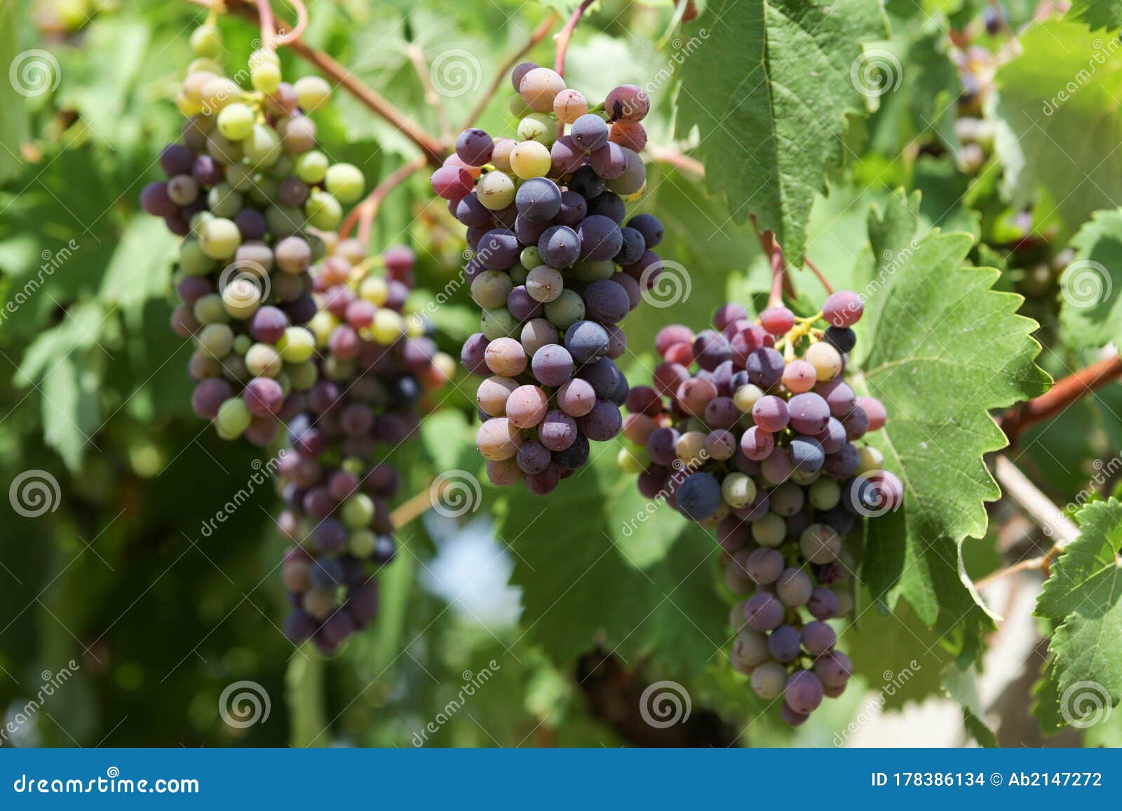 Multi-colored Grapes Clustered in Sunlight Ripen on the Vine. Closeup ...