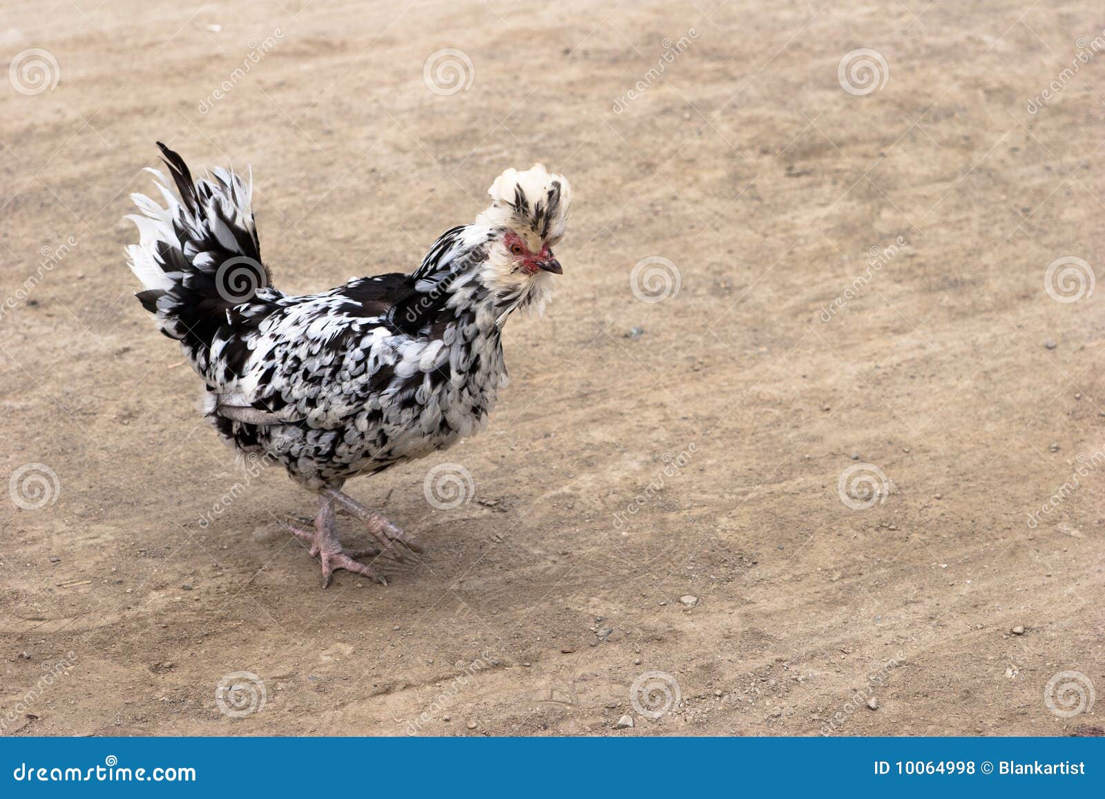 Multi colored hen stock photo. Image of farming, feathers - 10064998