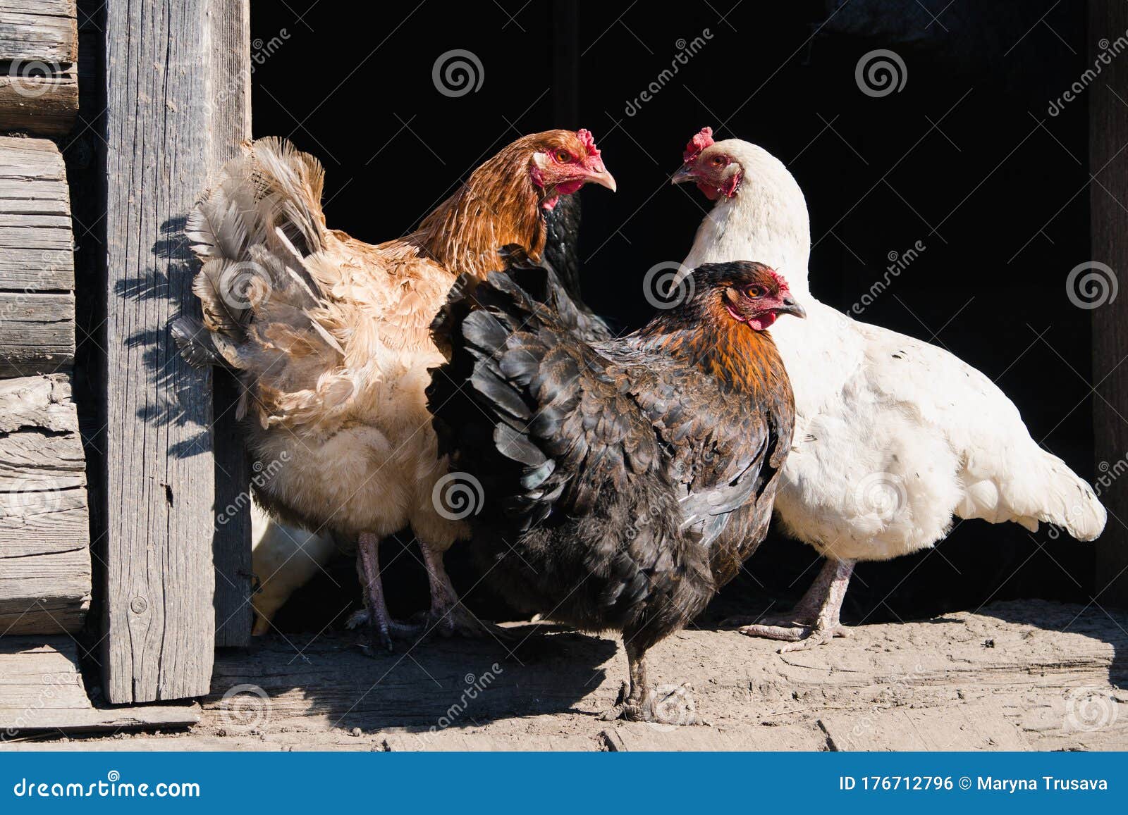 Multi-colored Hens on the Doorstep To the Barn Stock Photo - Image of ...