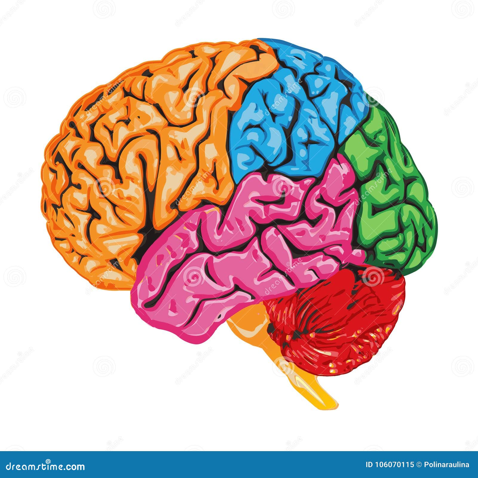 Human Brain.Multi-colored 3d Vector Drawing Illustration Of Human Brain ... Human Brain.Multi-colored 3d Vector Drawing Illustration Of Human Brain ...