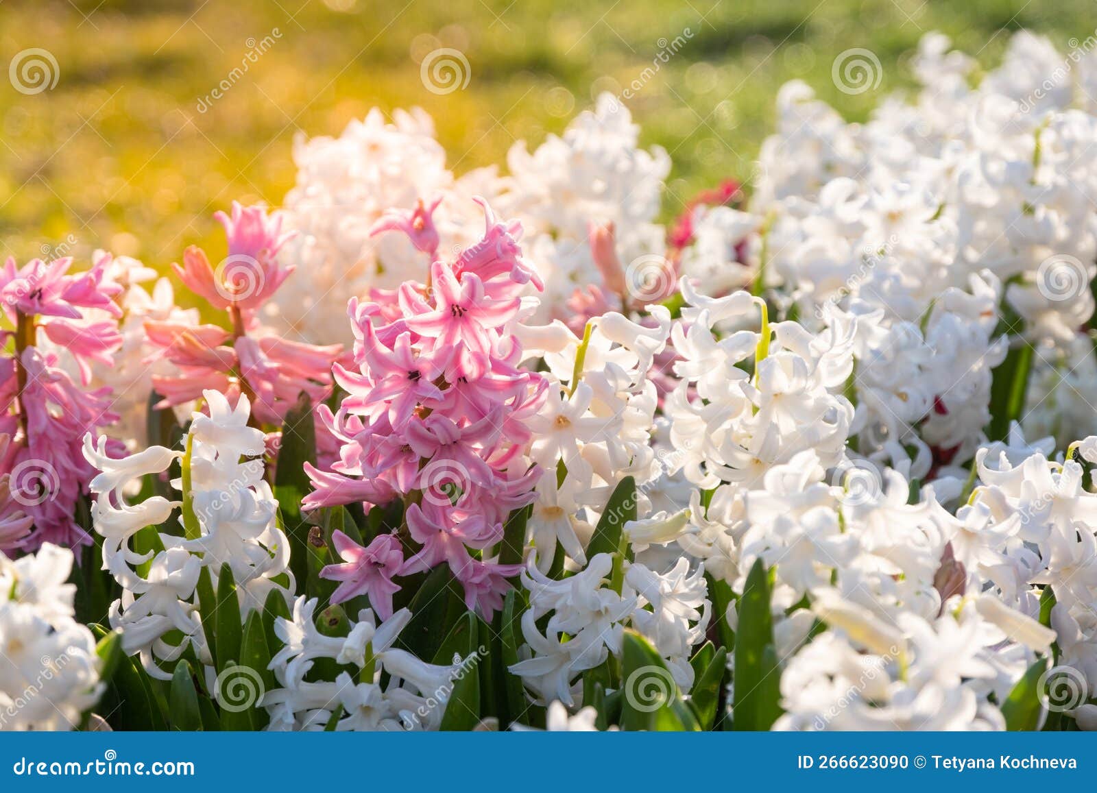 Multi Colored Hyacinths in the Sun. Easter Spring Background Close Up ...