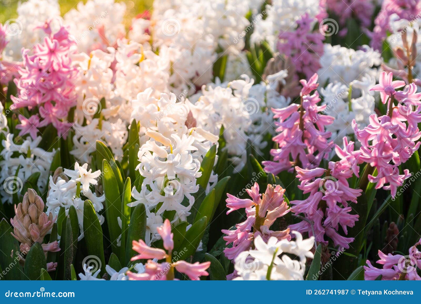 Multi Colored Hyacinths in the Sun. Easter Spring Background Close Up ...