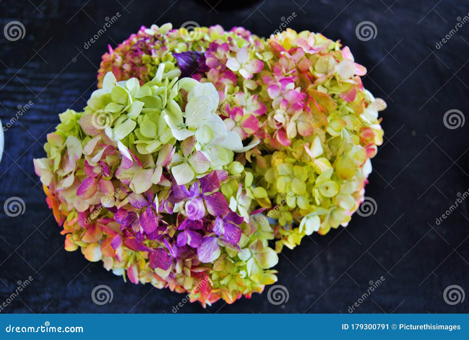 Multi Colored Hydrangea Flower in a Flower Shop Stock Image - Image of ...