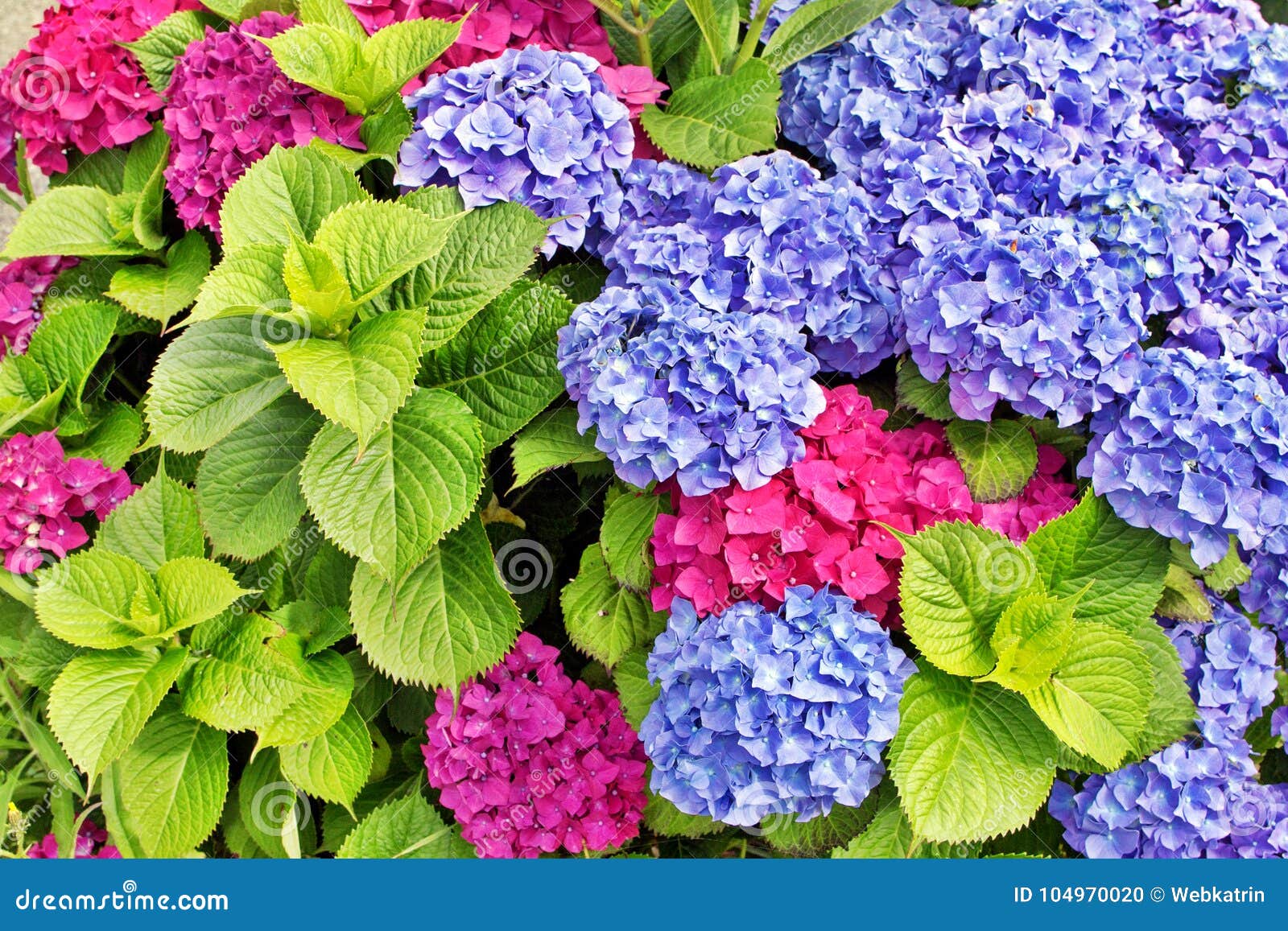 Multi-colored Hydrangea, Large Flowers Stock Photo - Image of colour ...