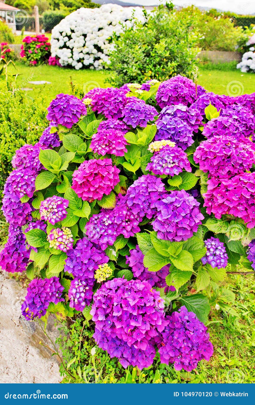 Multi-colored Hydrangea, Large Flowers Stock Photo - Image of flower ...