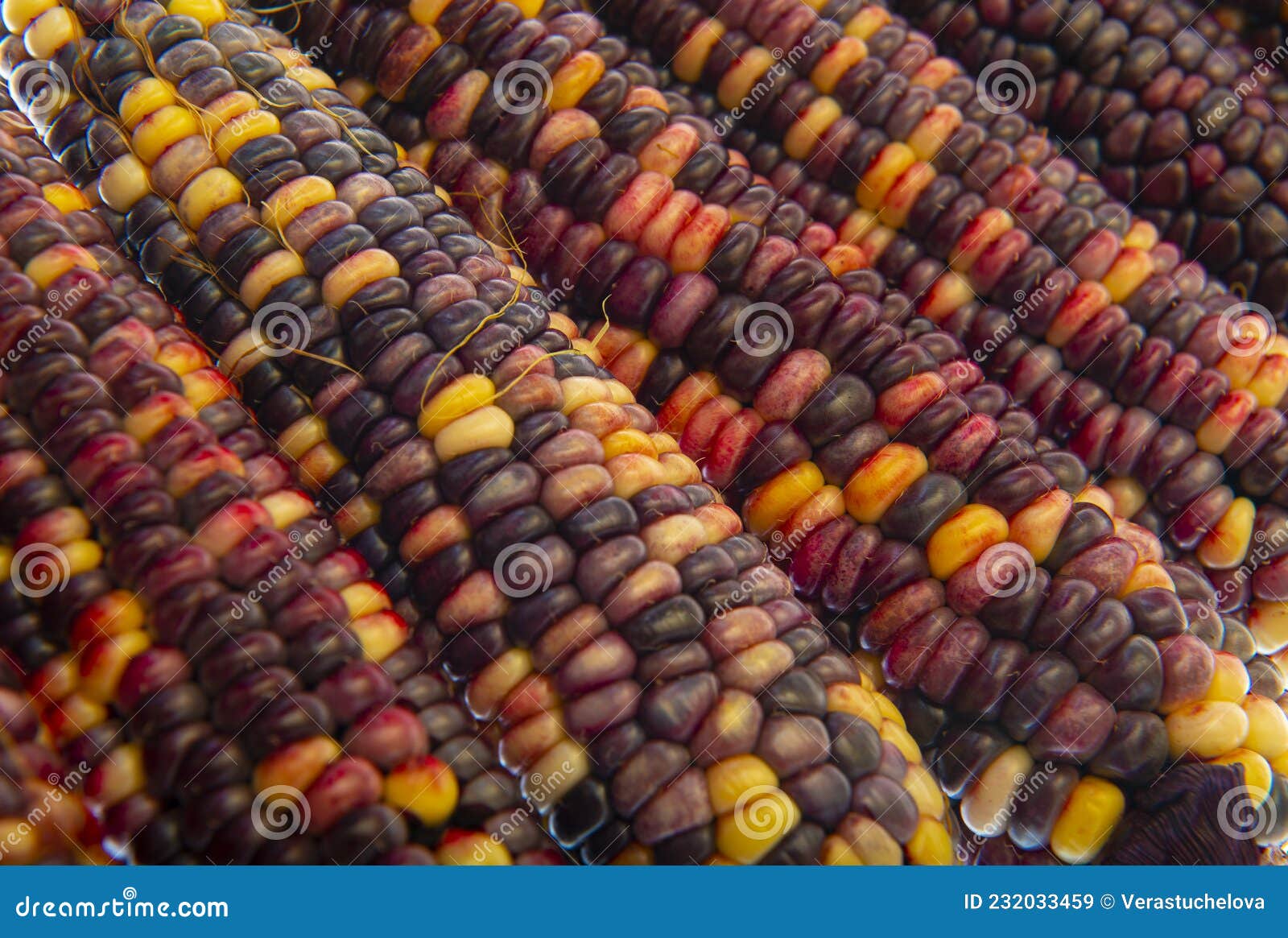 Multi colored indian corn stock image. Image of nature - 232033459