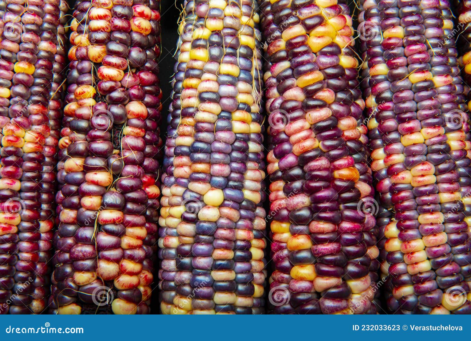 Multi colored indian corn stock image. Image of closeup - 232033623