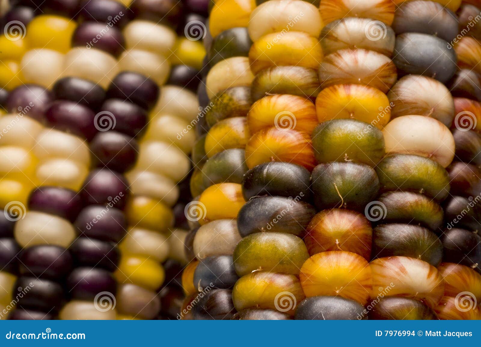 Multi-colored Indian Corn or Maize. Stock Photo - Image of native ...