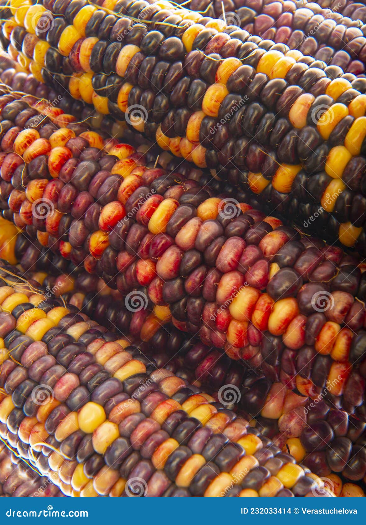 Multi colored indian corn stock photo. Image of multi - 232033414