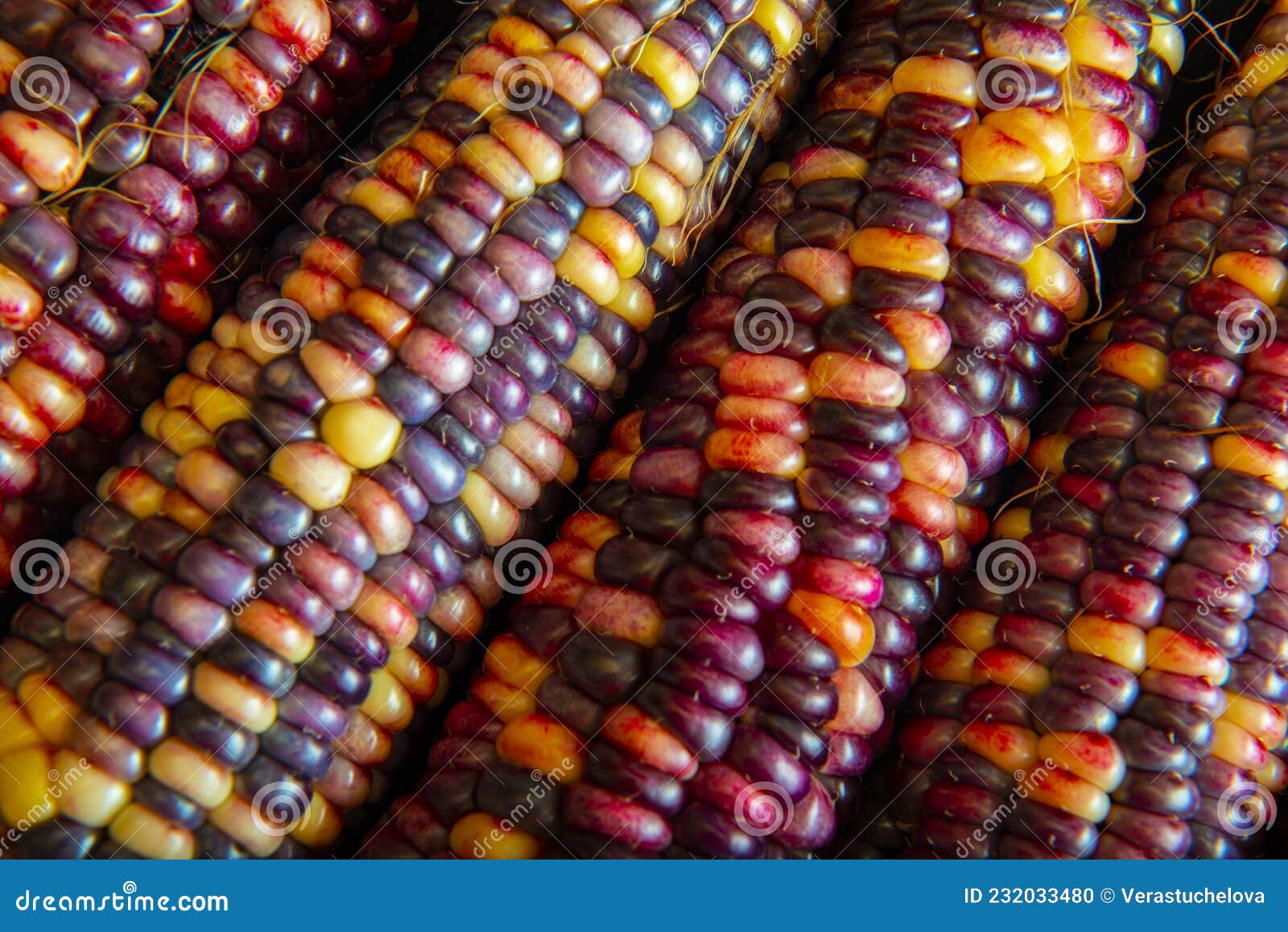 Multi colored indian corn stock photo. Image of corncob - 232033480