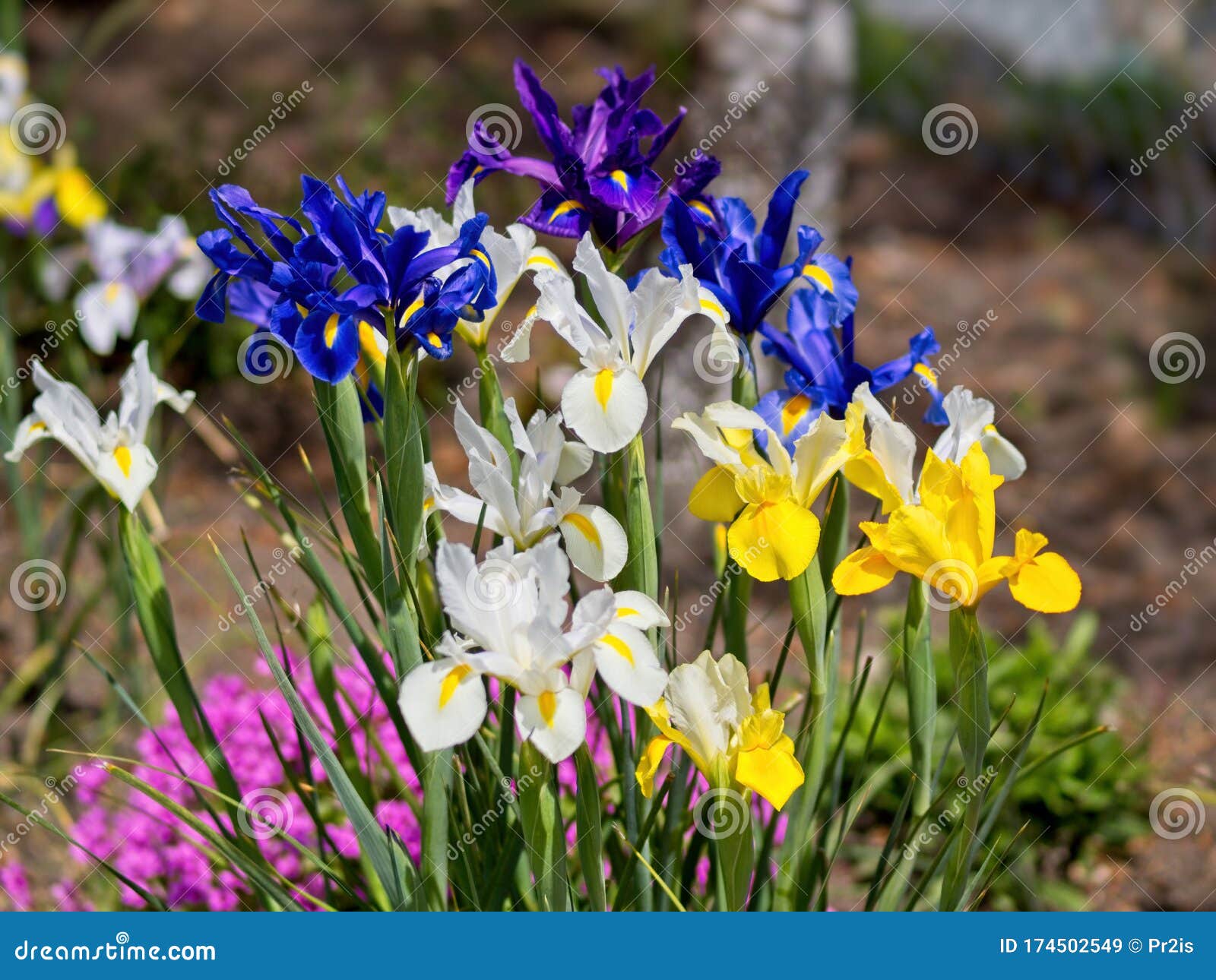 Multi-colored irises stock image. Image of pollen, orange - 174502549