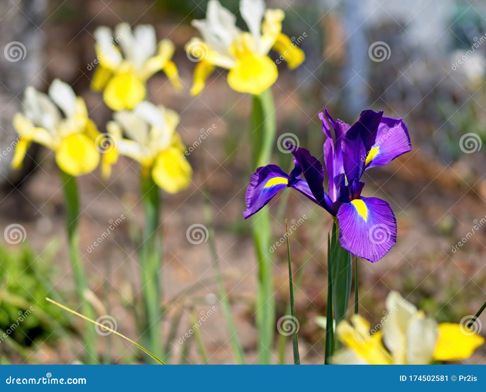 Multi-colored irises stock image. Image of arrangement - 174502581