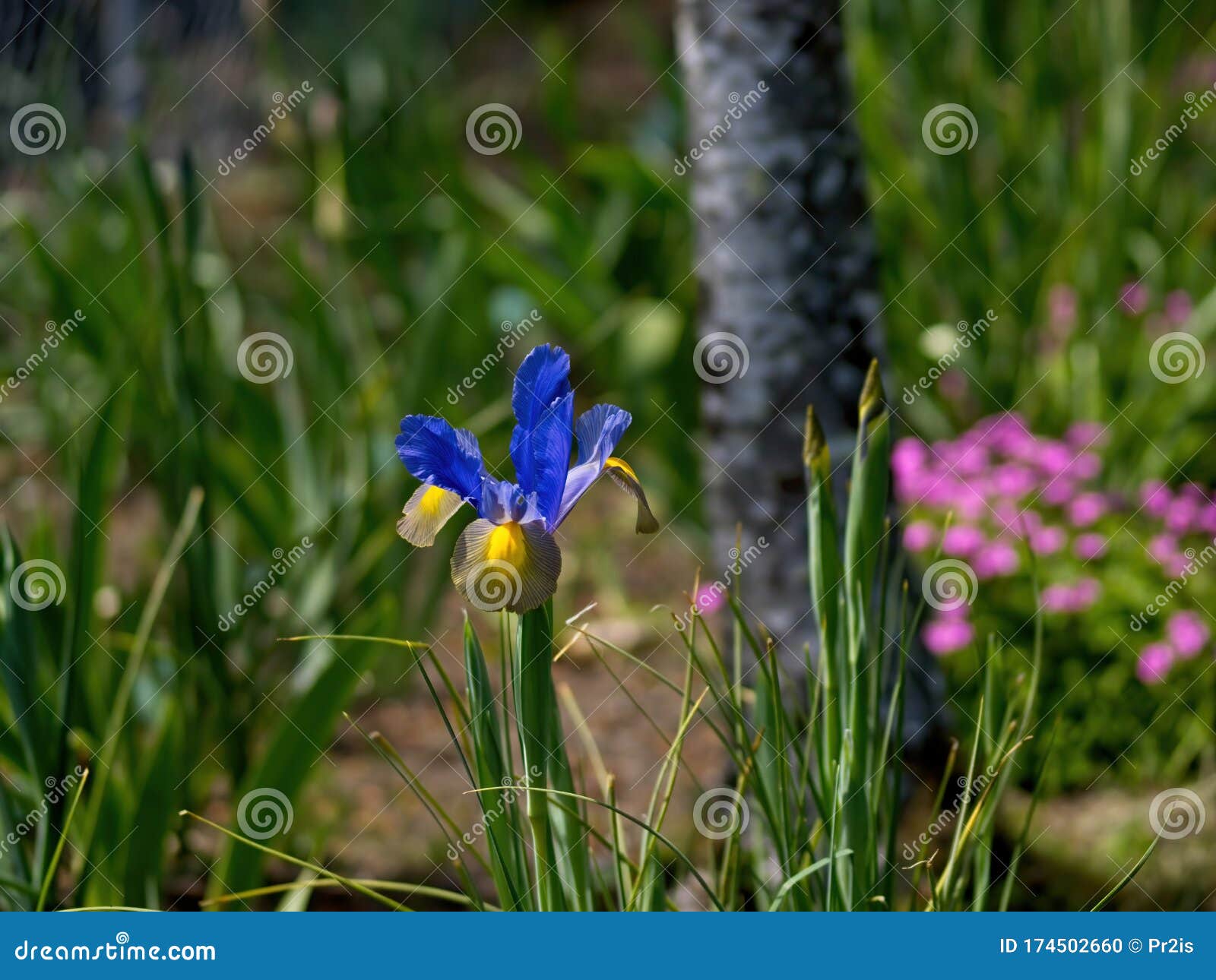 Multi-colored irises stock photo. Image of head, iris - 174502660