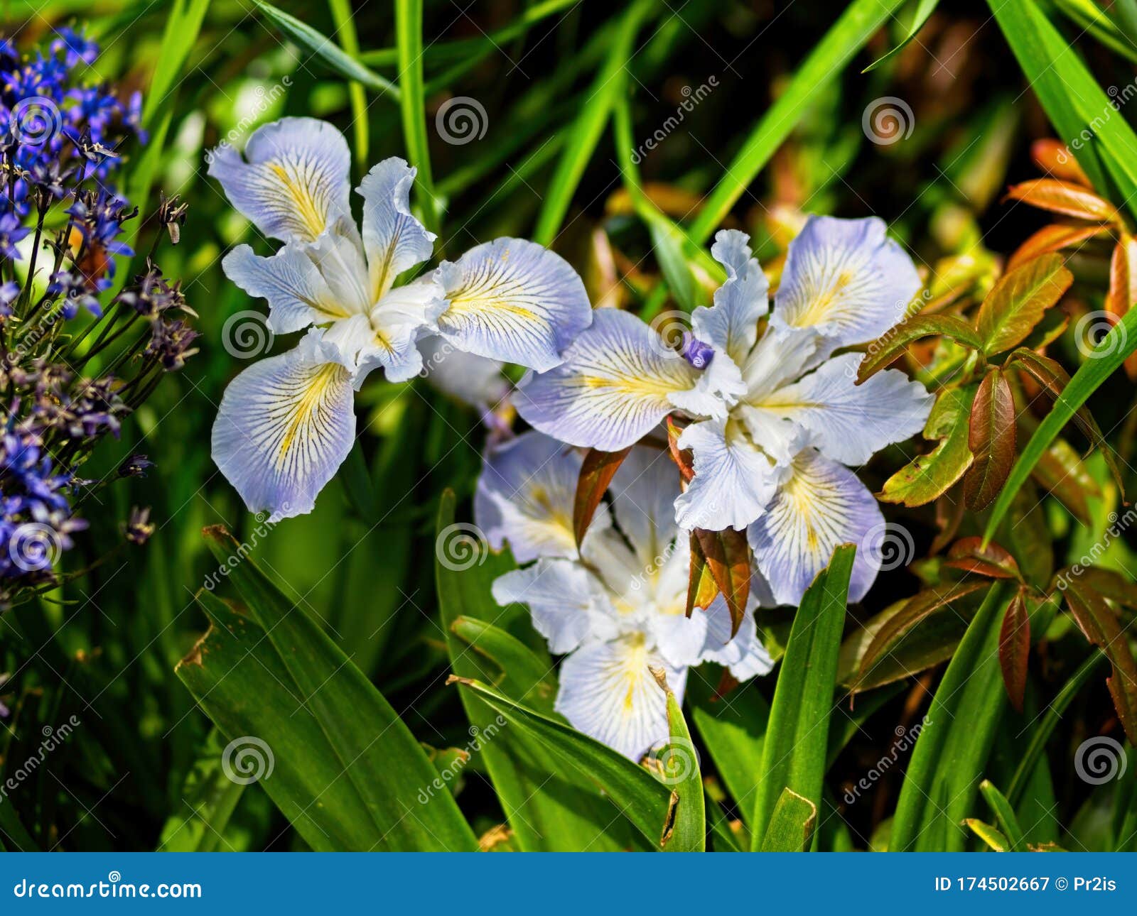 Multi-colored irises stock image. Image of leaf, pale - 174502667