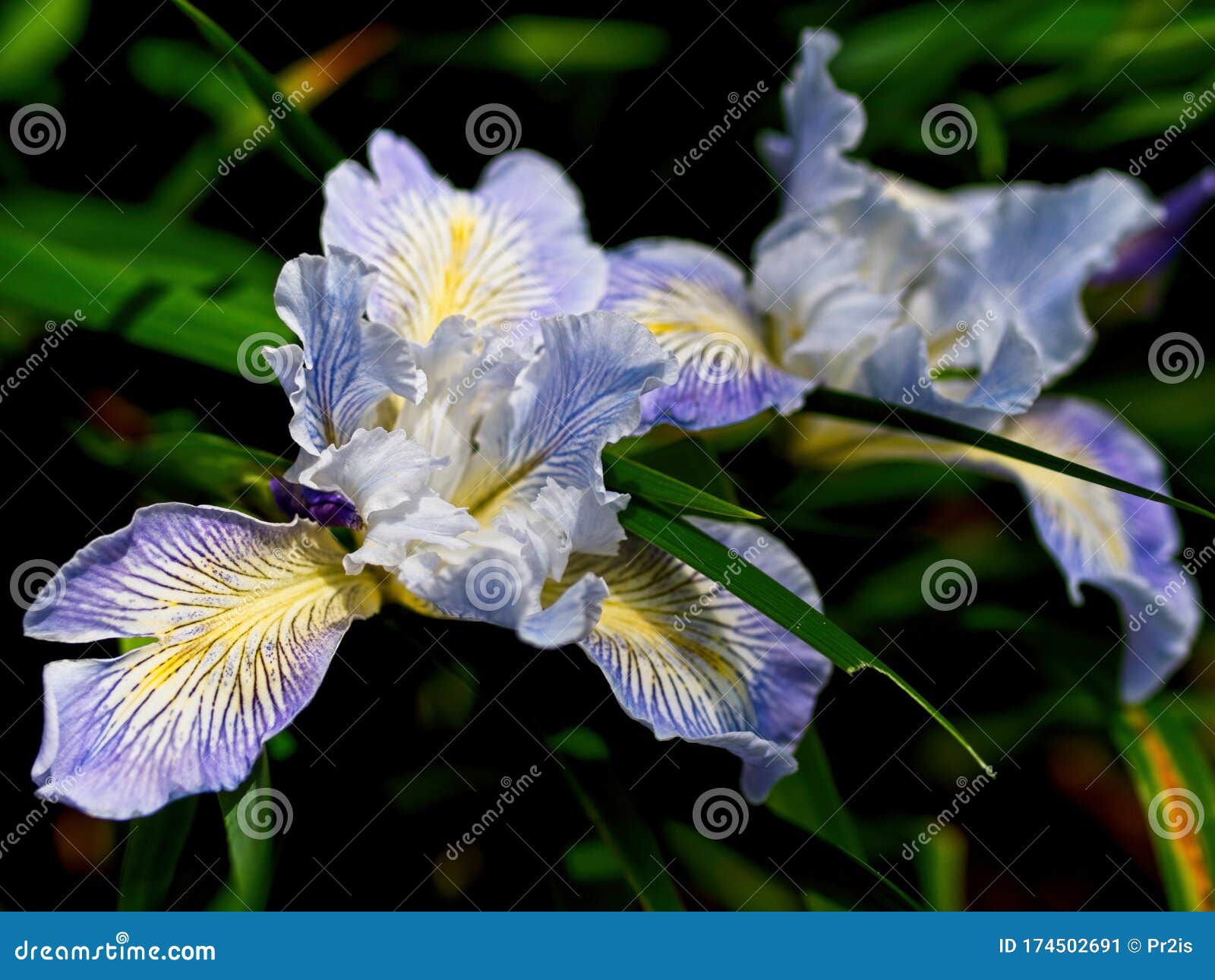 Multi-colored irises stock image. Image of purple, head - 174502691