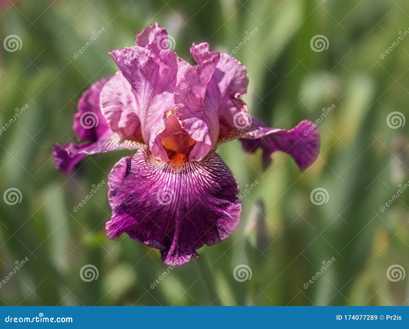 Multi-colored irises stock image. Image of pale, pastel - 174077289