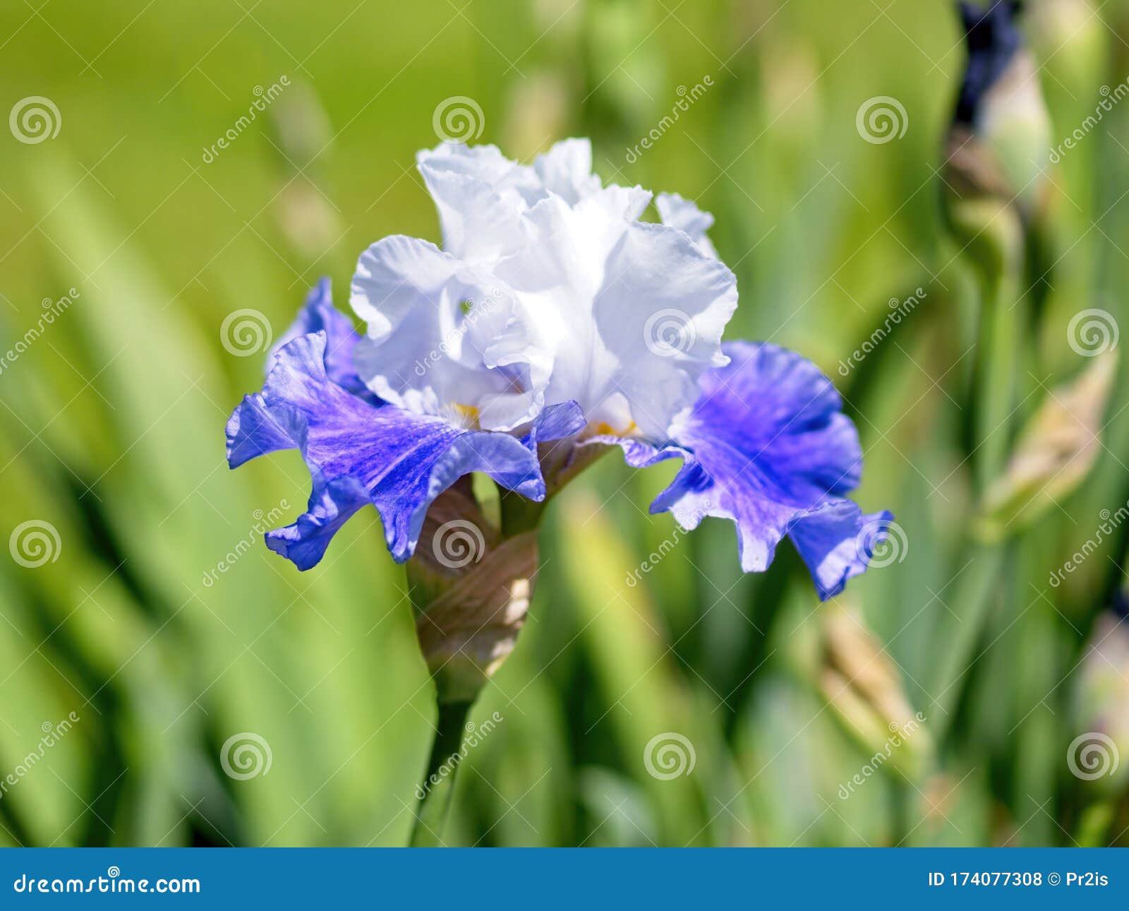 Multi-colored irises stock photo. Image of purple, crowded - 174077308