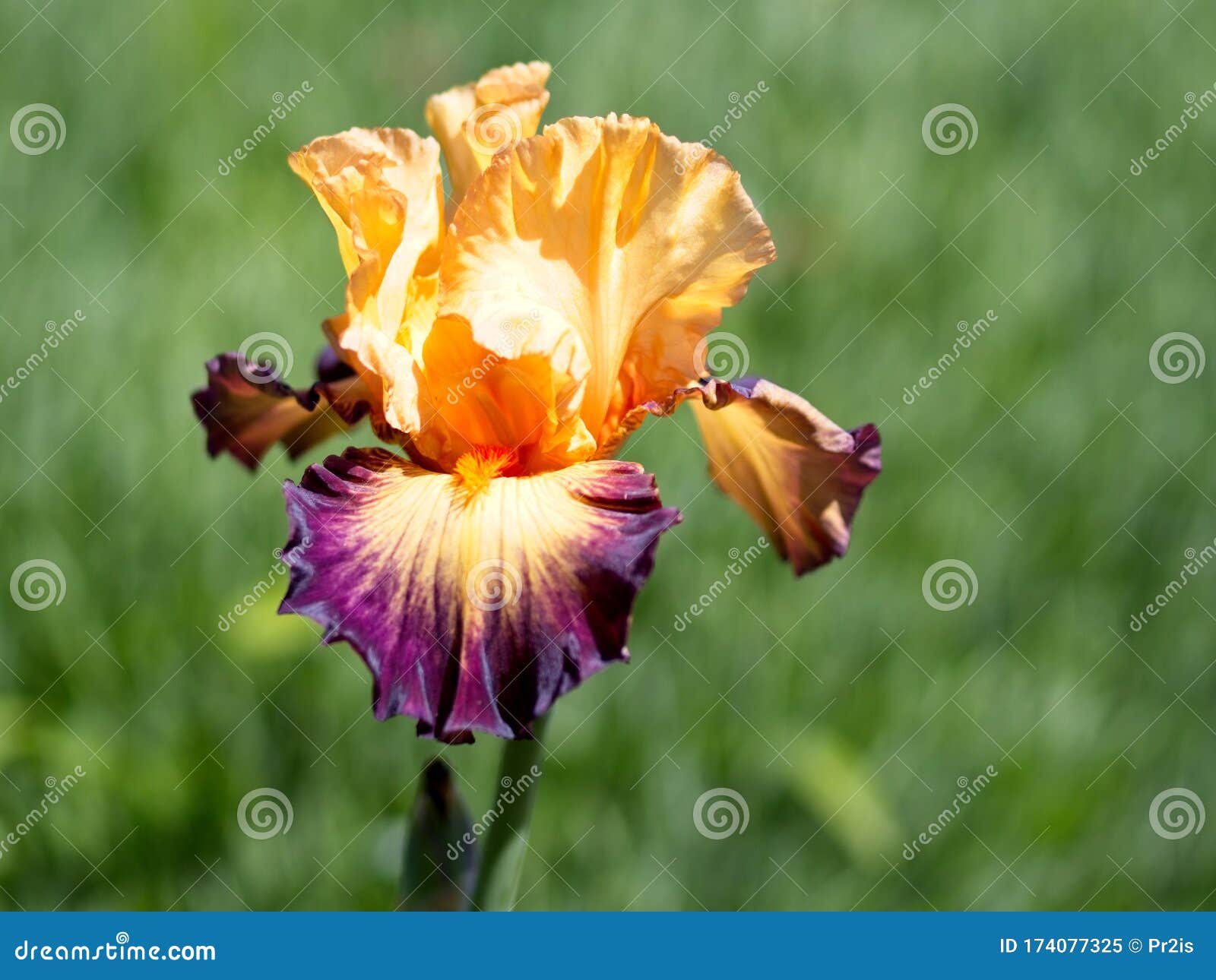 Multi-colored irises stock image. Image of blue, plant - 174077325