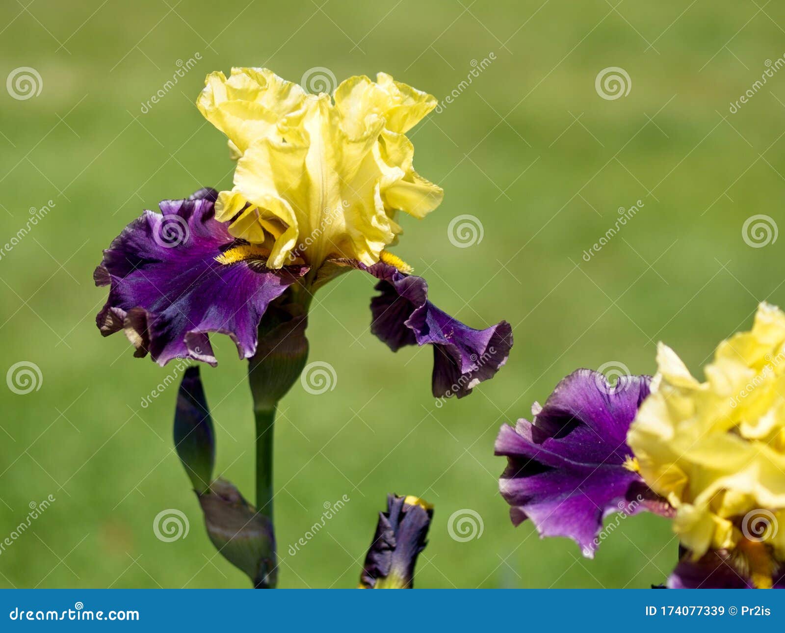 Multi-colored irises stock image. Image of season, nature - 174077339
