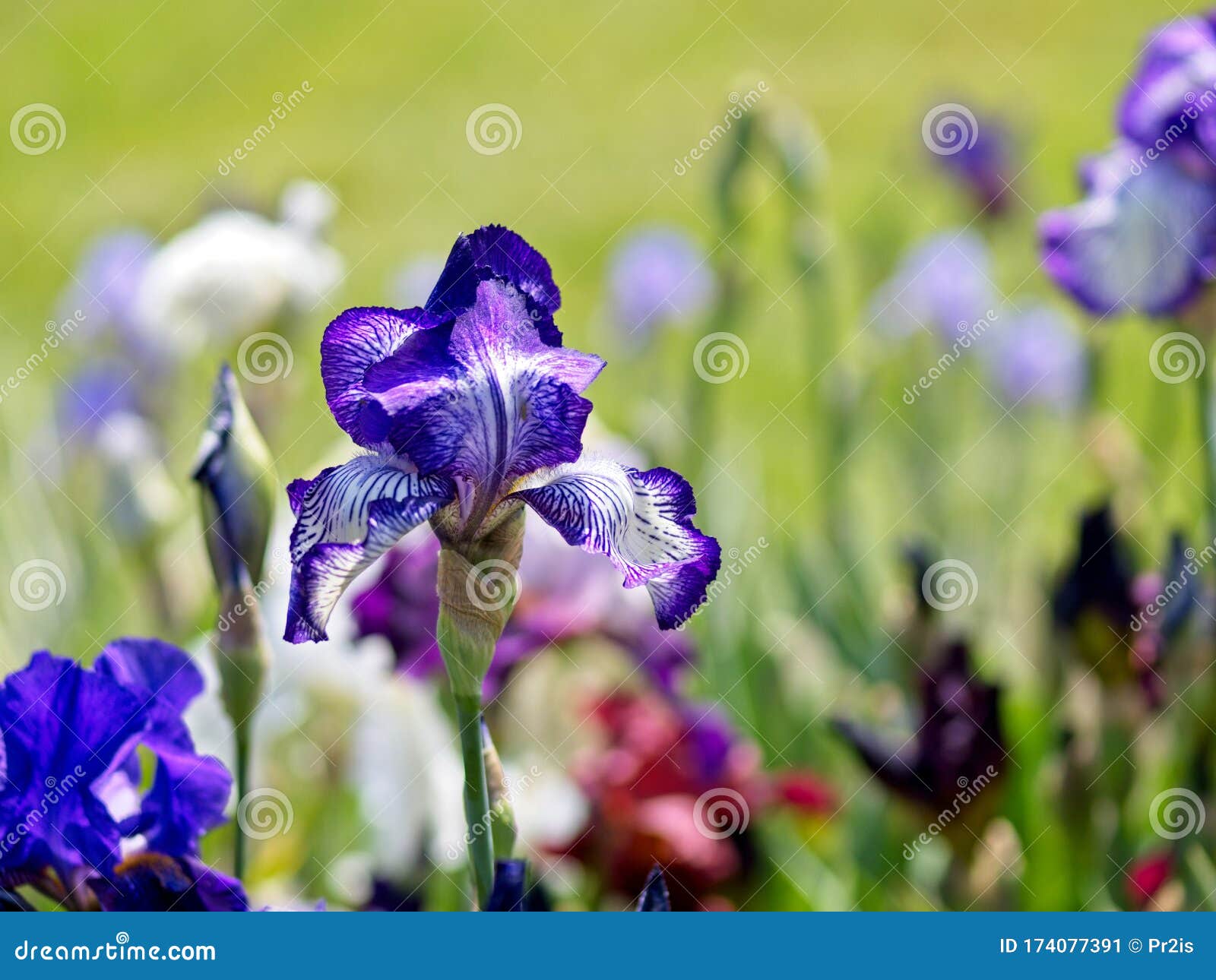 Multi-colored irises stock image. Image of season, nature - 174077391