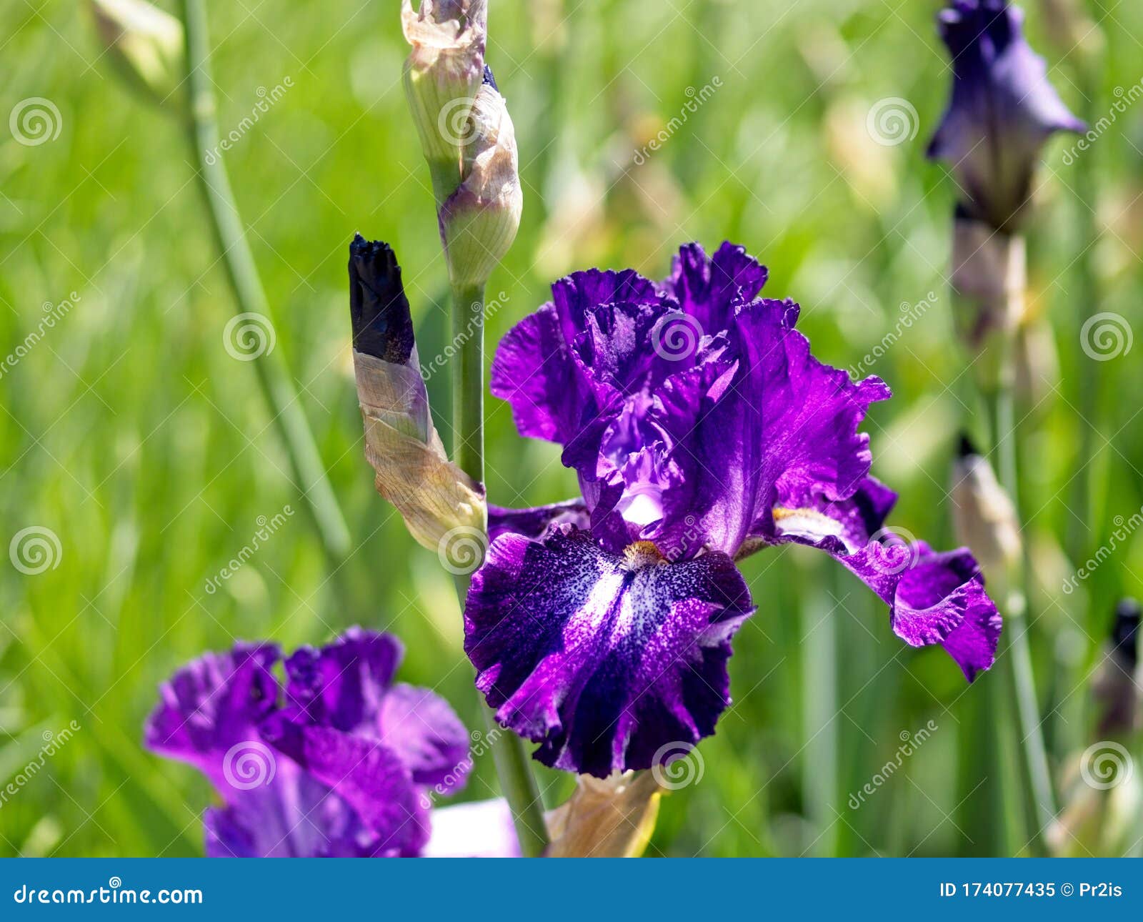 Multi-colored irises stock image. Image of park, purple - 174077435