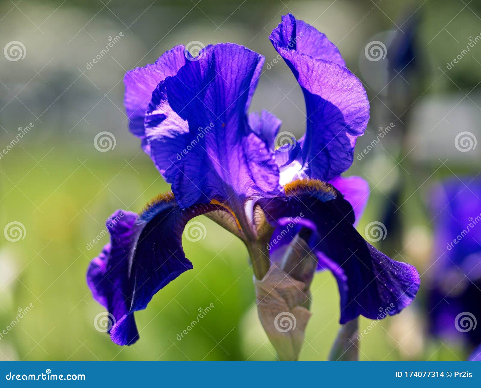 Multi-colored irises stock photo. Image of crowded, backgrounds - 174077314