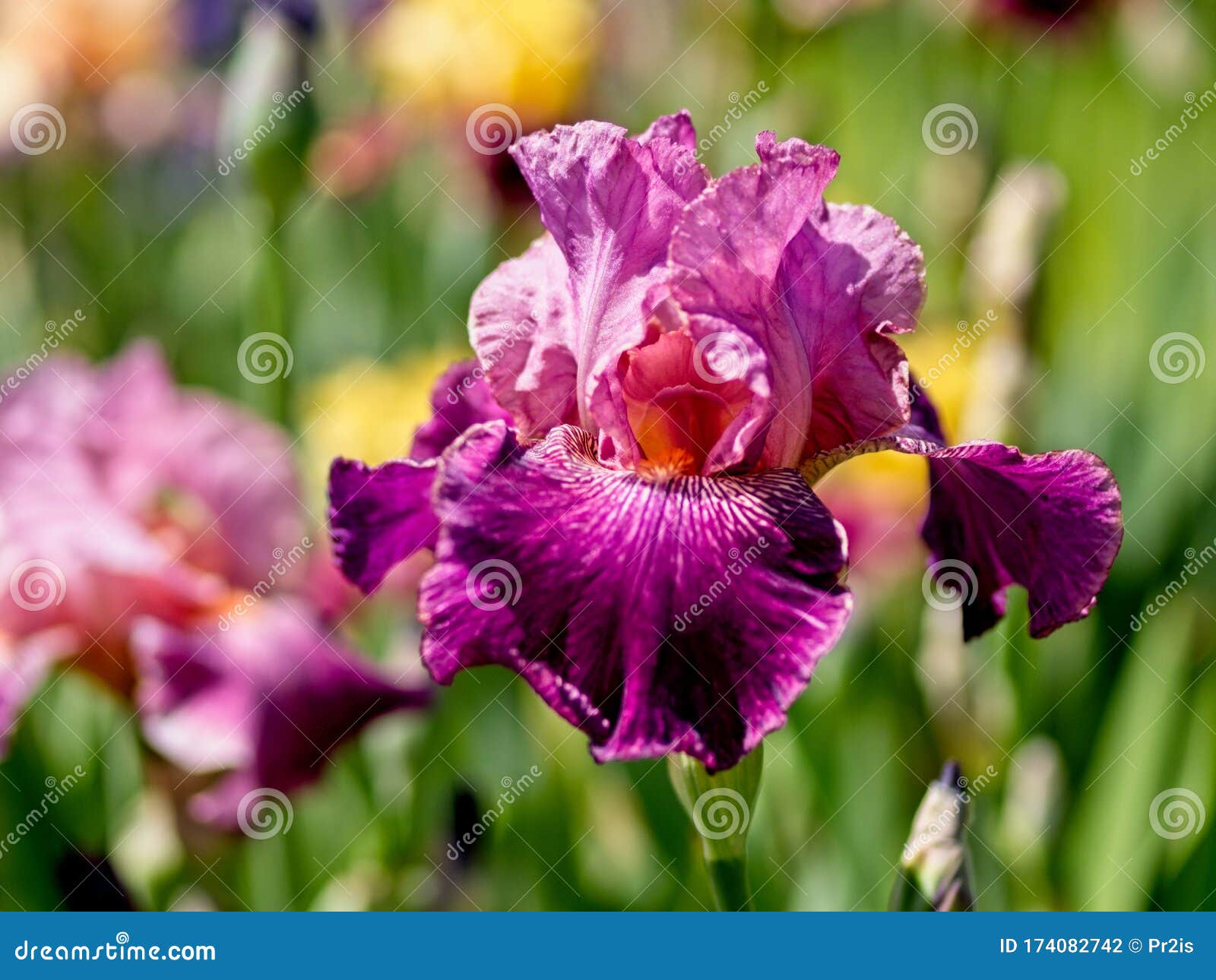 Multi-colored irises stock photo. Image of blooming - 174082742