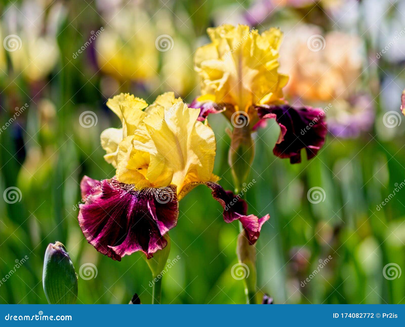 Multi-colored irises stock photo. Image of purple, head - 174082772