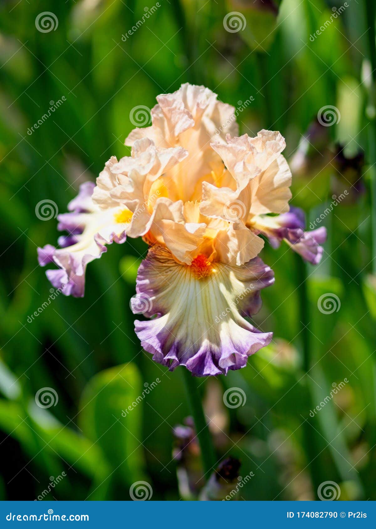 Multi-colored irises stock photo. Image of flower, iris - 174082790