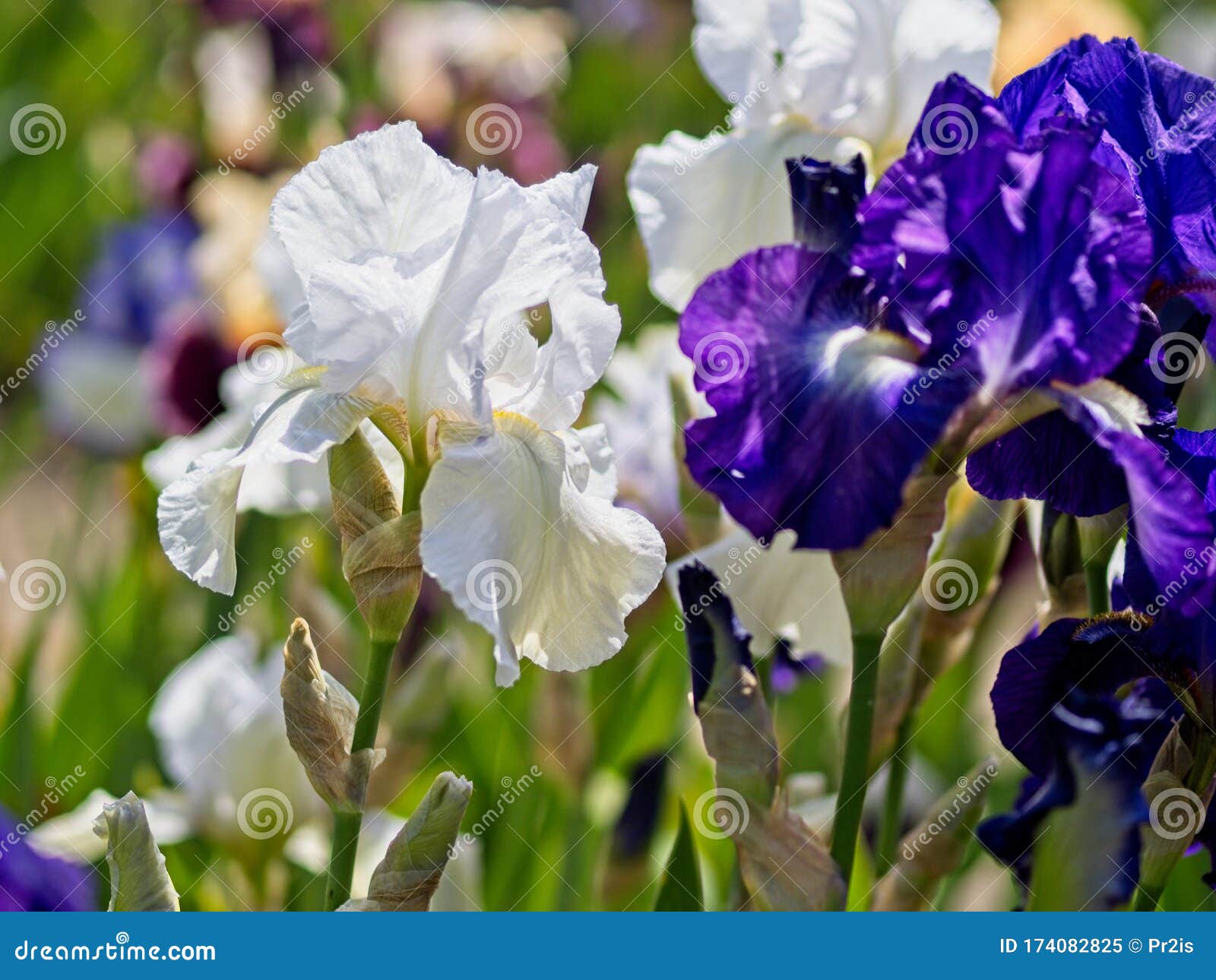 Multi-colored irises stock image. Image of garden, bunch - 174082825