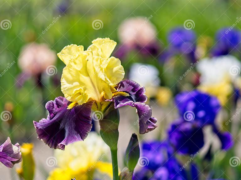 Multi-colored irises stock image. Image of iris, isolated - 174082883